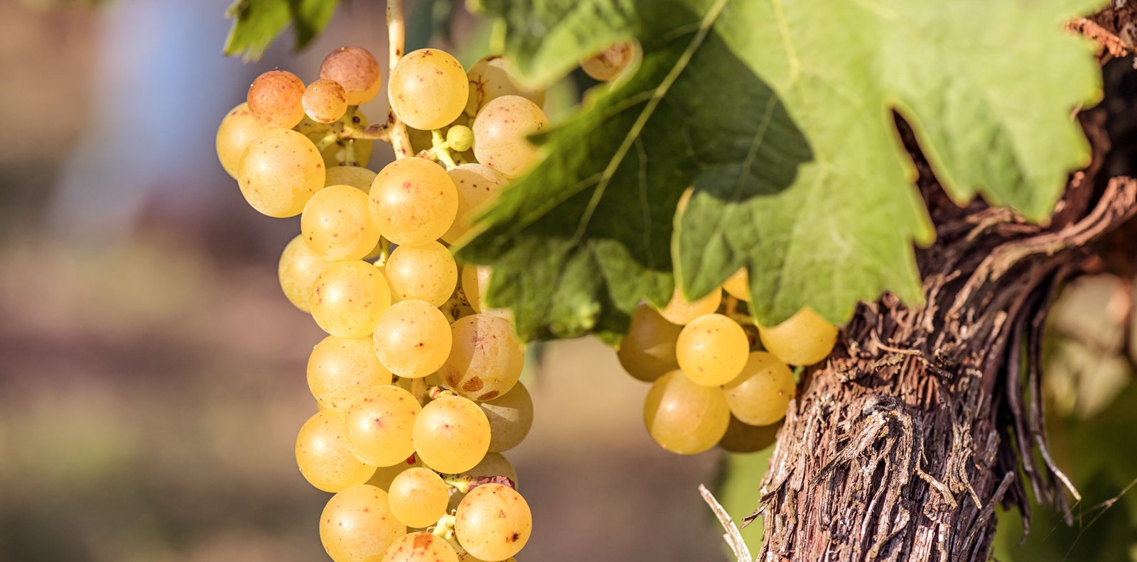 Rediscover Riesling - The Versatile White Grape