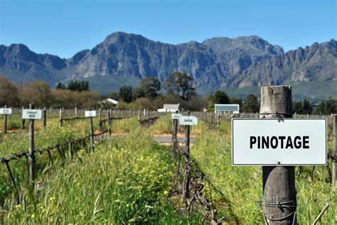 South Africa’s Signature Wine: Pinotage - From the Vine to Wine