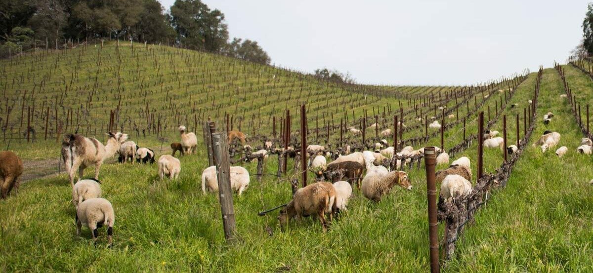 Regenerative Agriculture: Better Wine, Healthier Environment